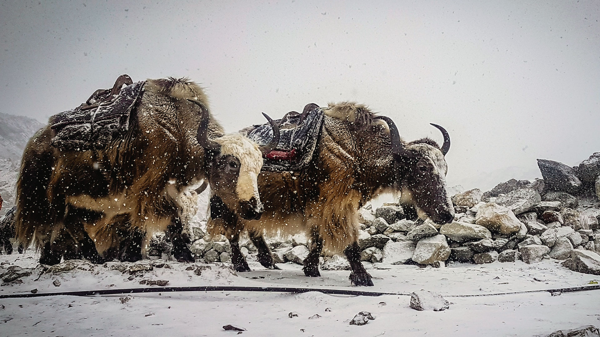 Mount Frey Expedition (5859 M)